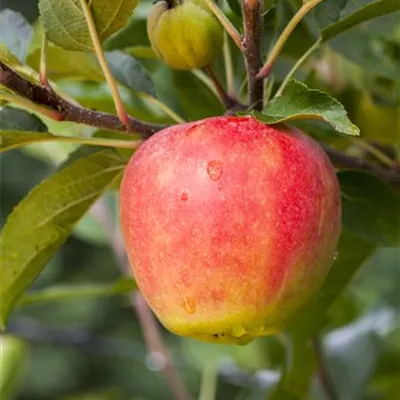 Malus 'Rebella' -S CAC - Collection, Apfel 'Rebella' -S-