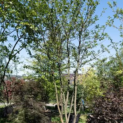 Malus 'Evereste' -R- - Collection, Zierapfel 'Evereste' -R-