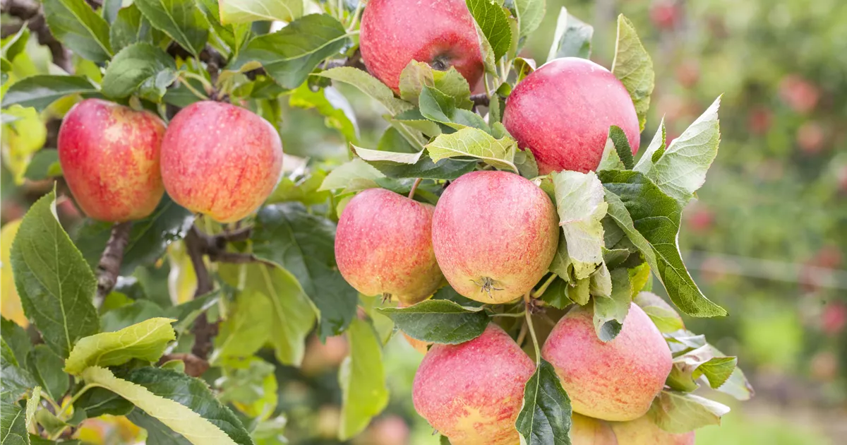 Malus 'Gravensteiner' CAC - Collection, Apfel 'Gravensteiner' mittel