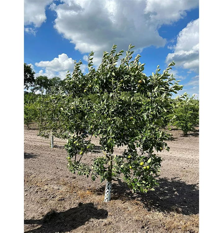 Malus 'James Grieve' CAC - Collection, Apfel 'James Grieve' mittel