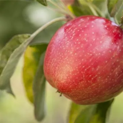 Malus 'Gloster 69' CAC - Collection, Apfel 'Gloster 69' mittel
