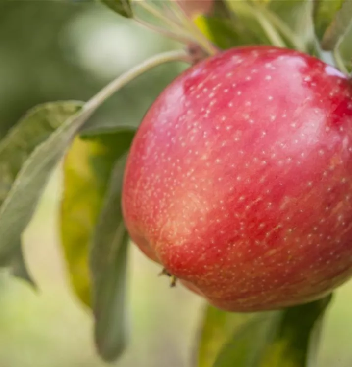 Malus 'Gloster 69' CAC - Collection, Apfel 'Gloster 69' mittel