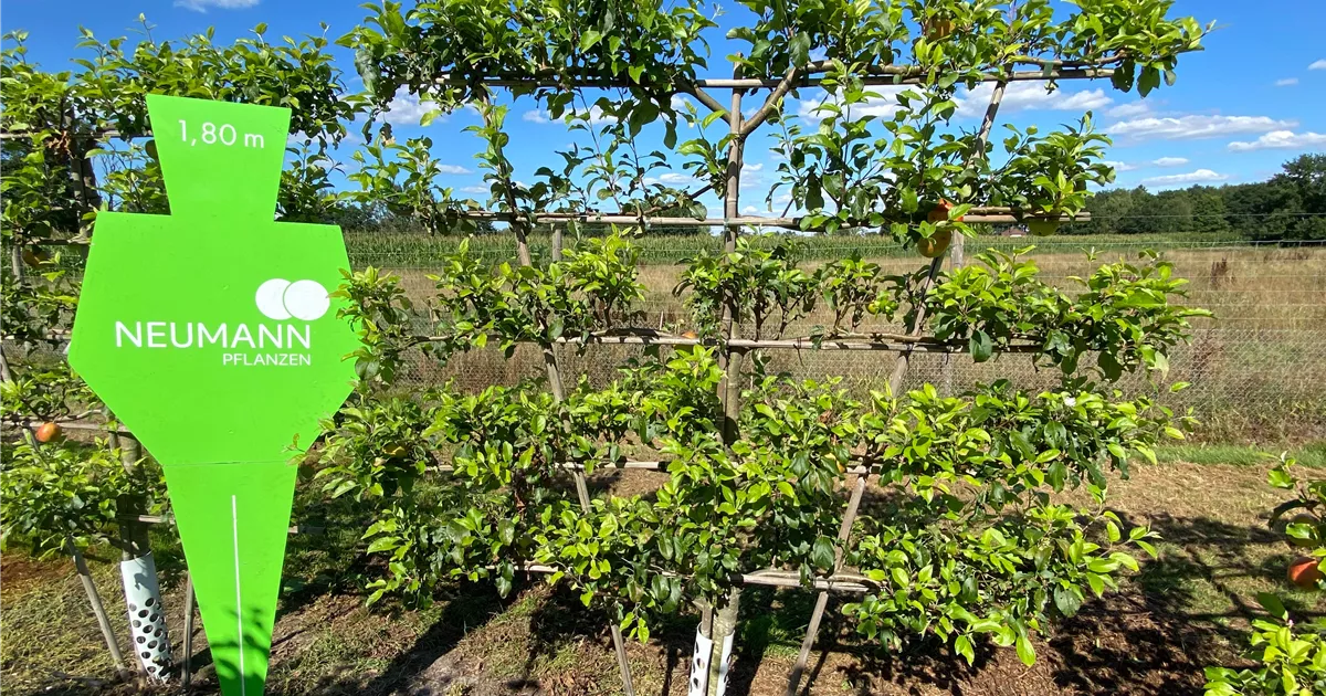 Malus 'Rewena' -S- CAC - Collection, Apfel 'Rewena' -S- mittel