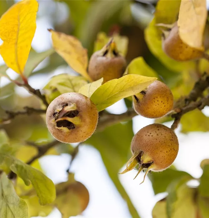 Mespilus germanica 'Nottingham' - Collection, Mispel 'Nottingham'