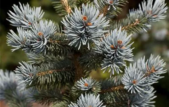 Picea pungens 'Koster' - Collection, Blaufichte 'Koster' - Bauer ...