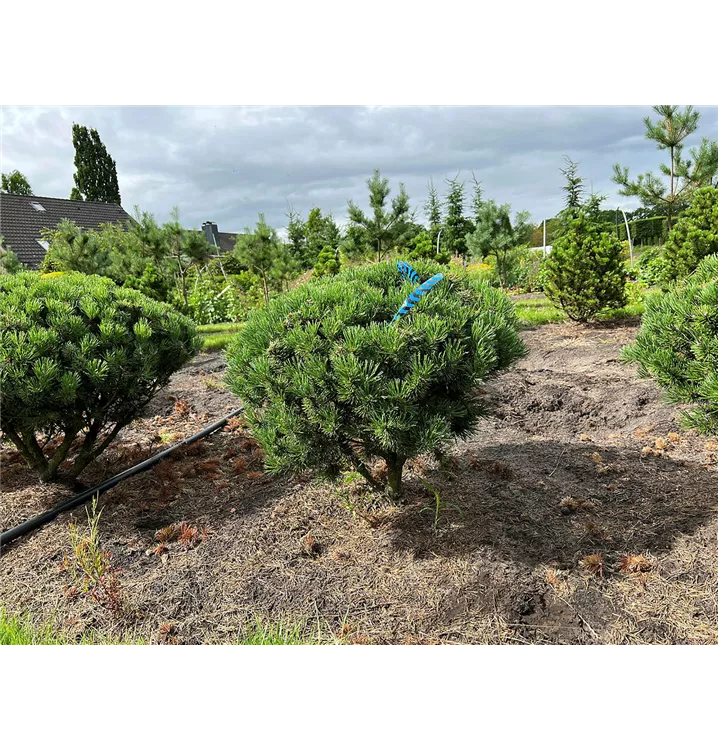 Pinus mugo 'Mops' - Collection, Kugel-Kiefer 'Mops'