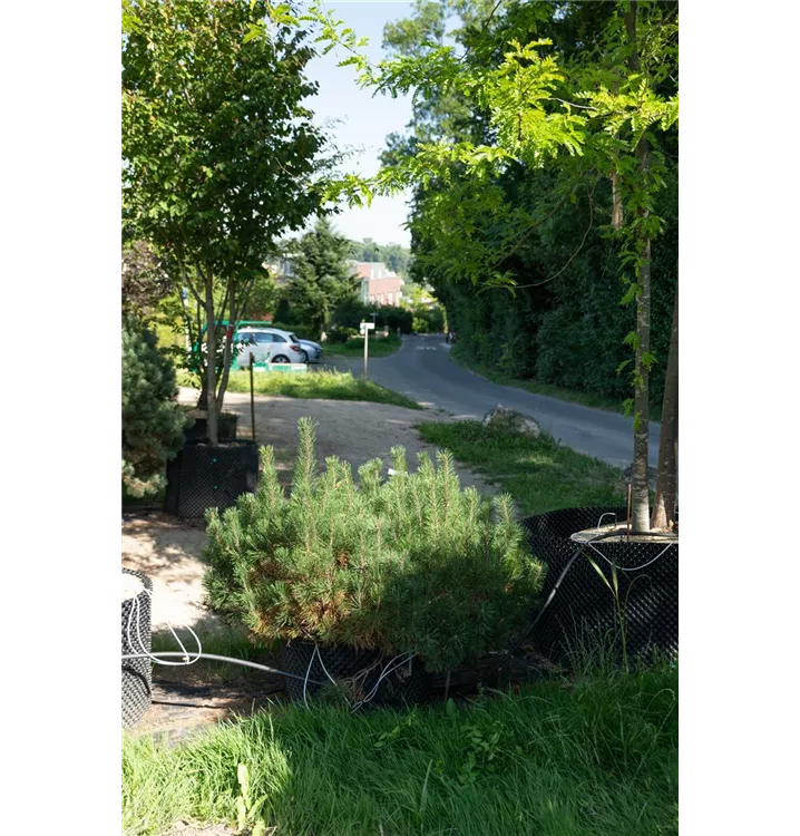 Pinus mugo mughus - Collection, Krummholz-Kiefer