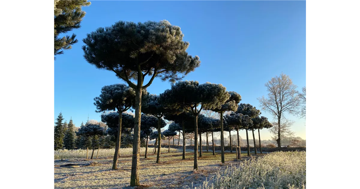 Pinus nigra ssp.nigra - Collection, Schwarzkiefer