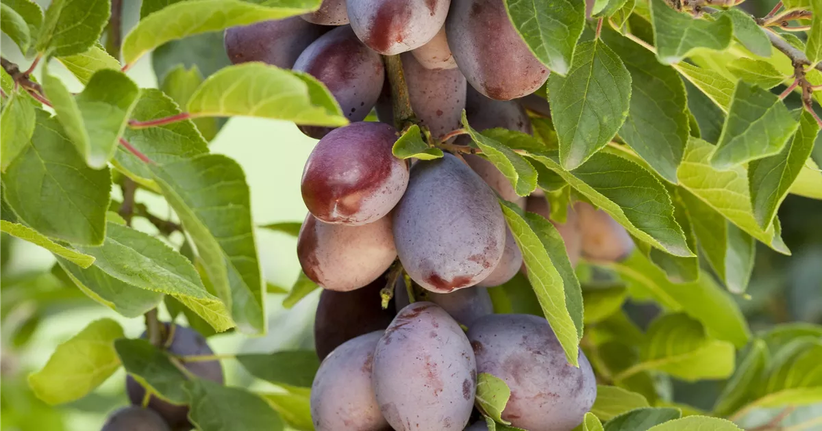 Prunus dom.'Fruca' CAC - Collection, Säulenzwetsche 'Fruca'