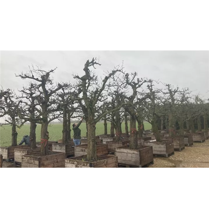 Pyrus com.Doyenne de Comice - Collection, Pyrus com.Doyenne de Comice