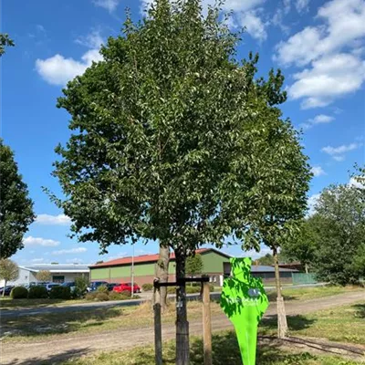 Pyrus com.'Gute Graue' CAC - Collection, Birne 'Gute Graue' mittel