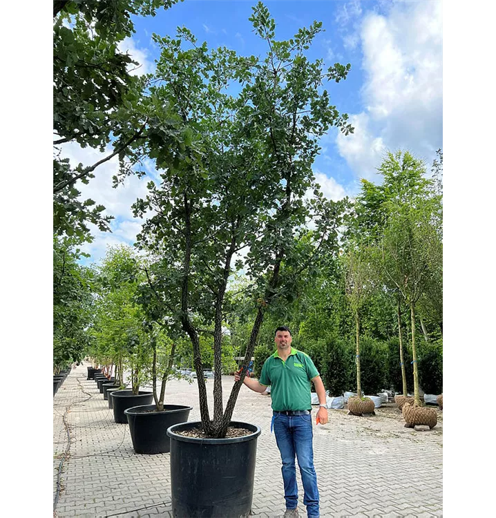Quercus pubescens - Collection, Flaumeiche