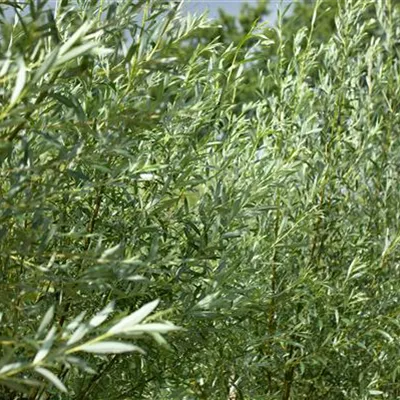 Salix alba 'Liempde' - Collection, Silberweide 'Liempde'