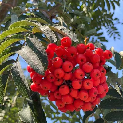Sorbus aucuparia 'Sheerwater Seedling' - Collection, Eberesche ...