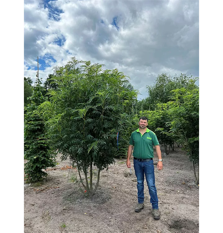 Sorbus 'Dodong' - Collection, Eberesche 'Dodong'