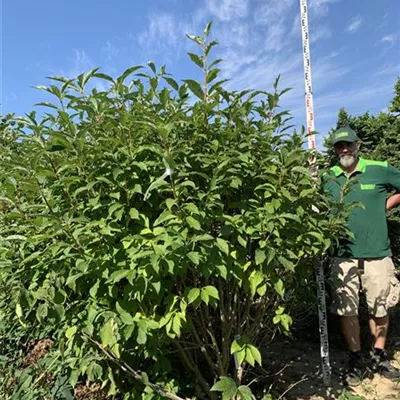 Syringa 'Agnes Smith' - Collection, Flieder
