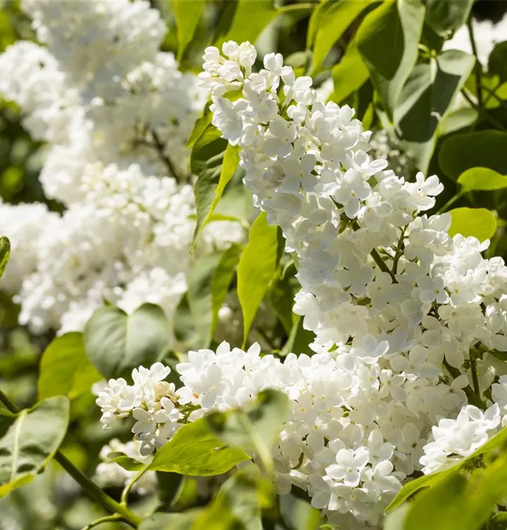 Syringa vulg.'Monique Lemoine' - Collection, Edelflieder 'Monique Lemoine'