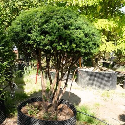 Taxus media 'Hillii' - Collection, Eibe 'Hillii'