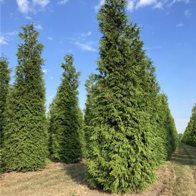 Thuja plicata 'Excelsa' - Collection, Großer Lebensbaum