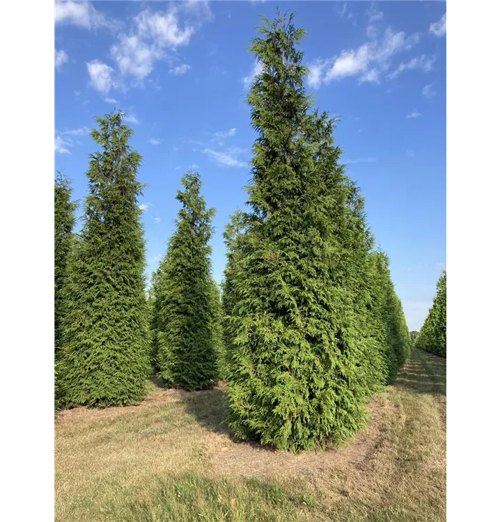 Thuja plicata 'Excelsa' - Collection, Großer Lebensbaum