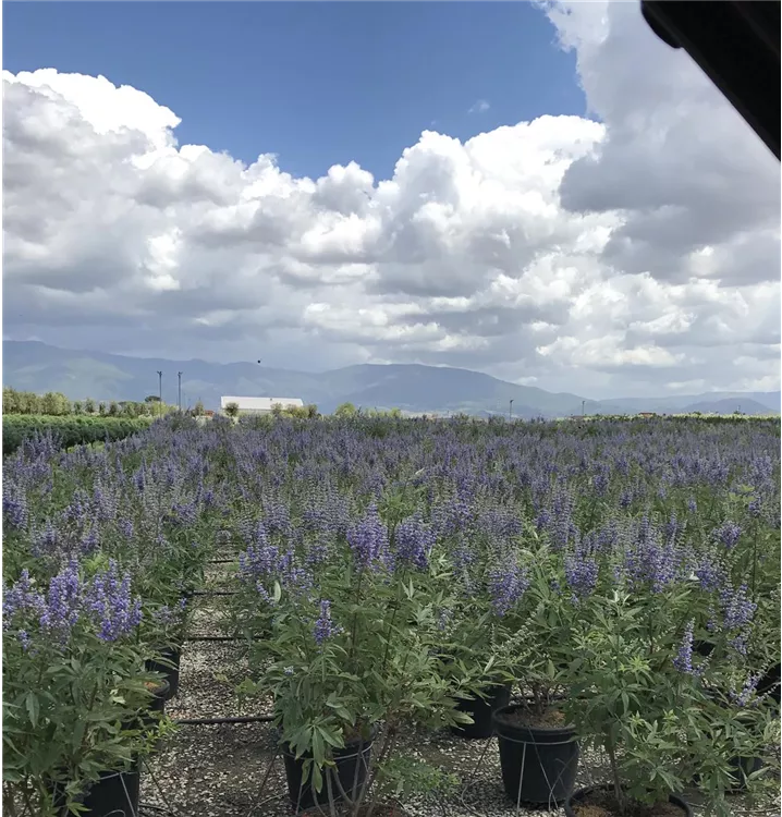 Vitex - Collection, Mönchspfeffer