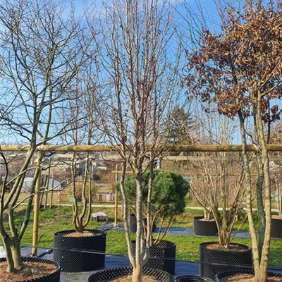 Parrotia persica - Collection, Eisenbaum