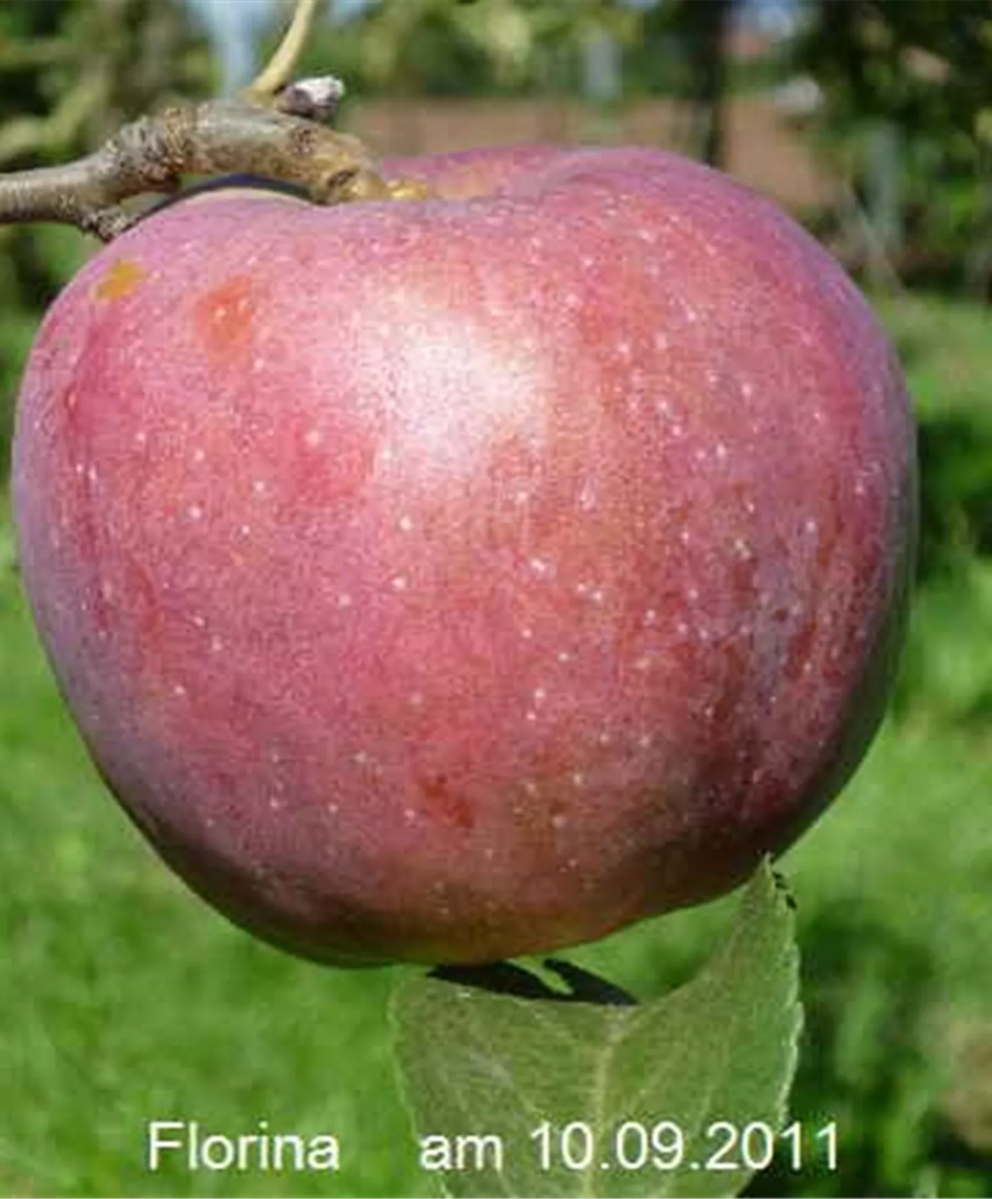 Bauer Baumschulen AG - alle Gartenpflanzen aus der Nordwestschweiz