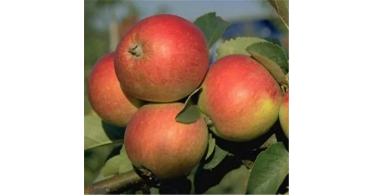 Malus (Apfel) 'Resi', Apfel 'Resi'(s)