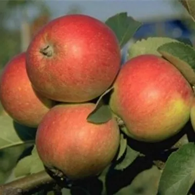 Malus (Apfel) 'Resi', Apfel 'Resi'(s)