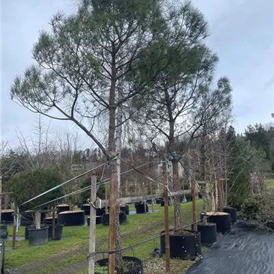 Pinus pinea - Collection, Pinie