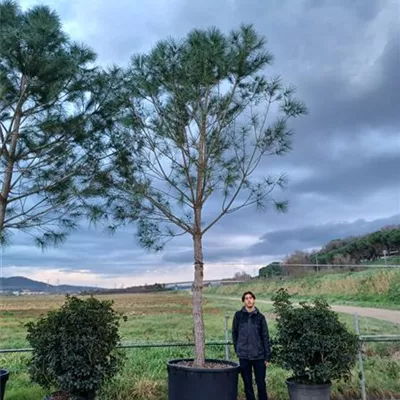 Pinus pinea - Collection, Pinie