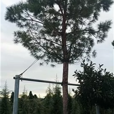 Pinus pinea - Collection, Pinie