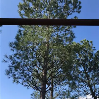 Pinus pinea - Collection, Pinie