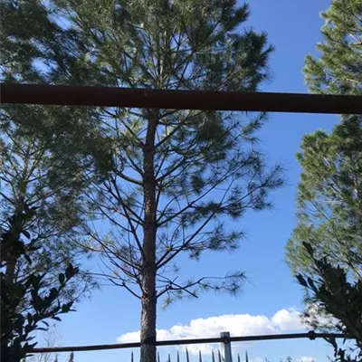 Pinus pinea - Collection, Pinie
