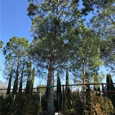 Pinus pinea - Collection, Pinie
