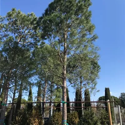 Pinus pinea - Collection, Pinie