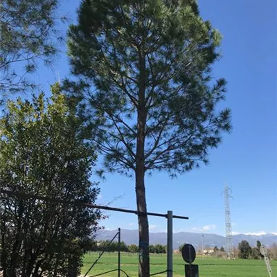Pinus pinea - Collection, Pinie