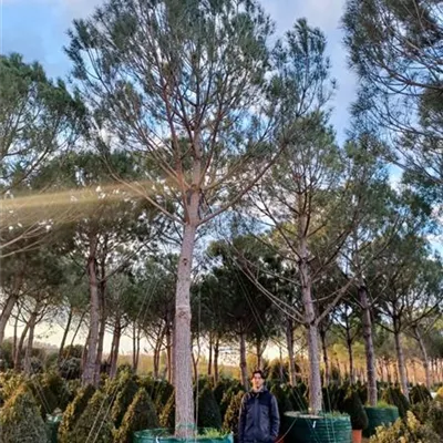 Pinus pinea - Collection, Pinie