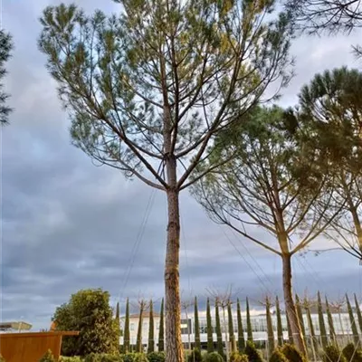 Pinus pinea - Collection, Pinie