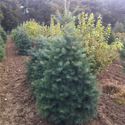 Abies concolor - Collection, Colorado-Tanne,Grautanne