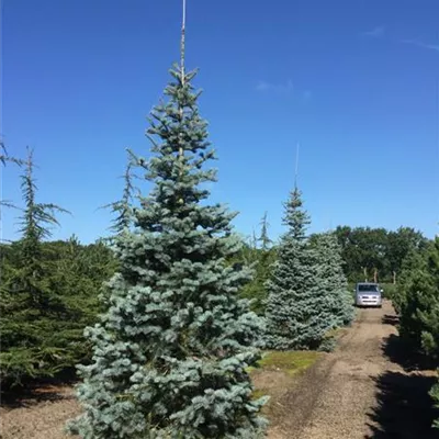 Abies concolor - Collection, Colorado-Tanne,Grautanne