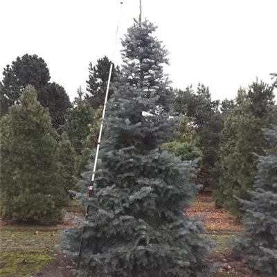 Abies concolor - Collection, Colorado-Tanne,Grautanne