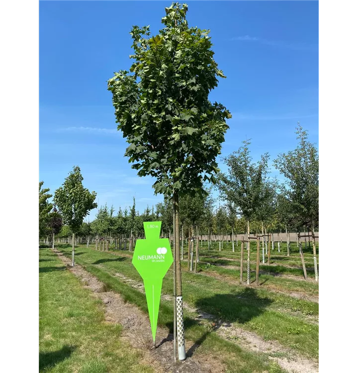 Acer platanoides 'Columnare' - Collection, Säulenförmiger Spitzahorn ...