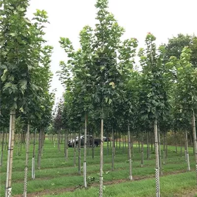 Acer platanoides 'Columnare' - Collection, Säulenförmiger Spitzahorn ...