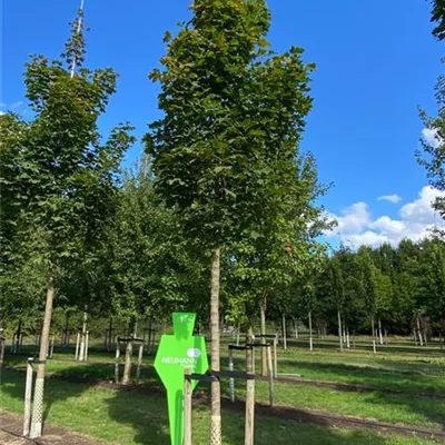 Acer platanoides 'Columnare' - Collection, Säulenförmiger Spitzahorn ...