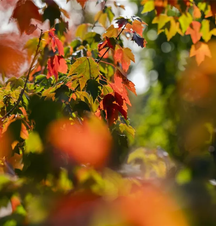 Acer rubrum 'Sun Valley' - Collection, Rotahorn