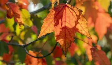 Acer rubrum 'Sun Valley' - Collection, Rotahorn