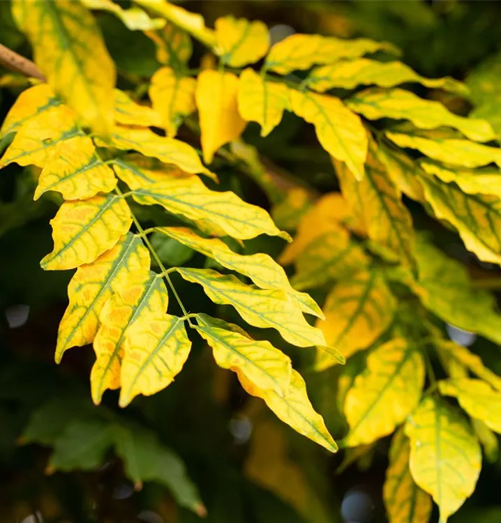 Fraxinus pennsylvanica 'Summit' - Collection, Rotesche 'Summit'