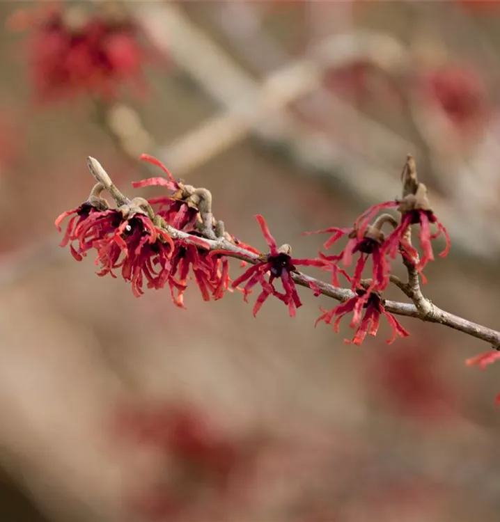 Hamamelis interm.'Ruby Glow' - Collection, Zaubernuss 'Ruby Glow'