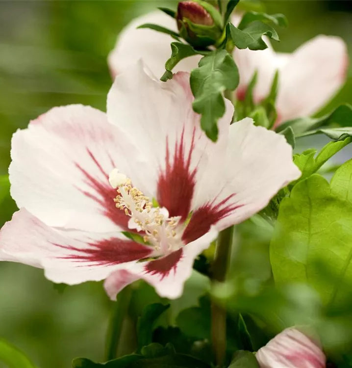 Hibiscus syriacus 'Mathilda' - Collection, Garteneibisch 'Mathilda'